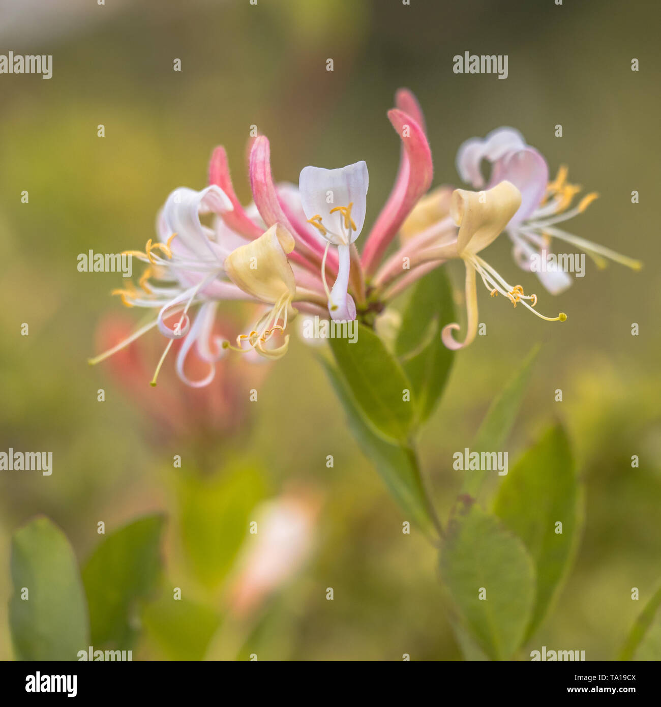 Honeysuckle lonicera caprifolium hi-res stock photography and images ...