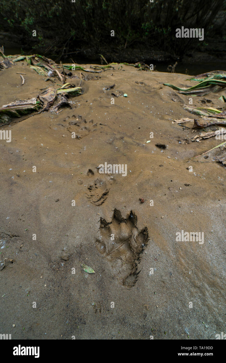 Nutria Europea High Resolution Stock Photography and Images - Alamy