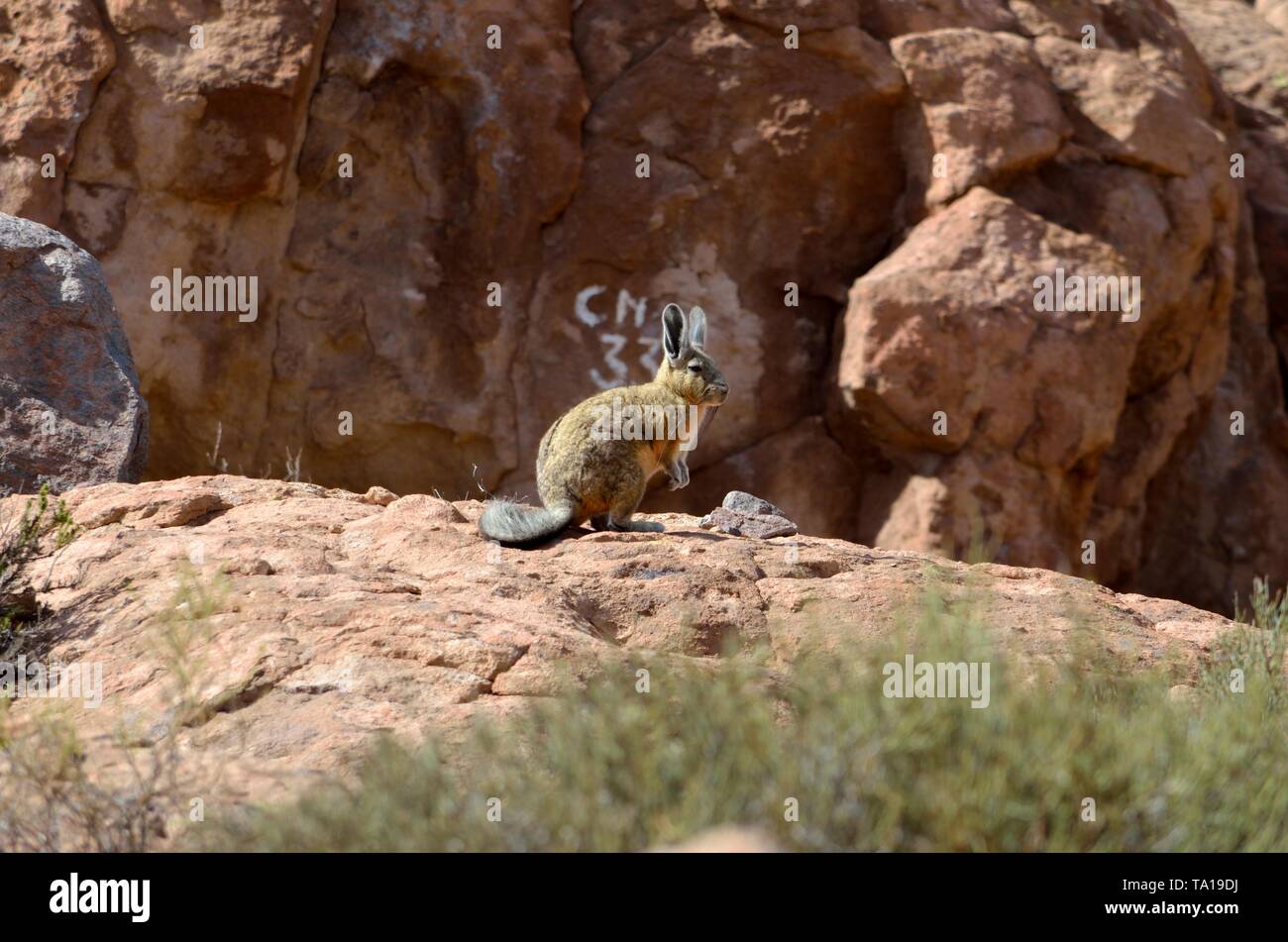 Chinchillidae hi-res stock photography and images - Alamy