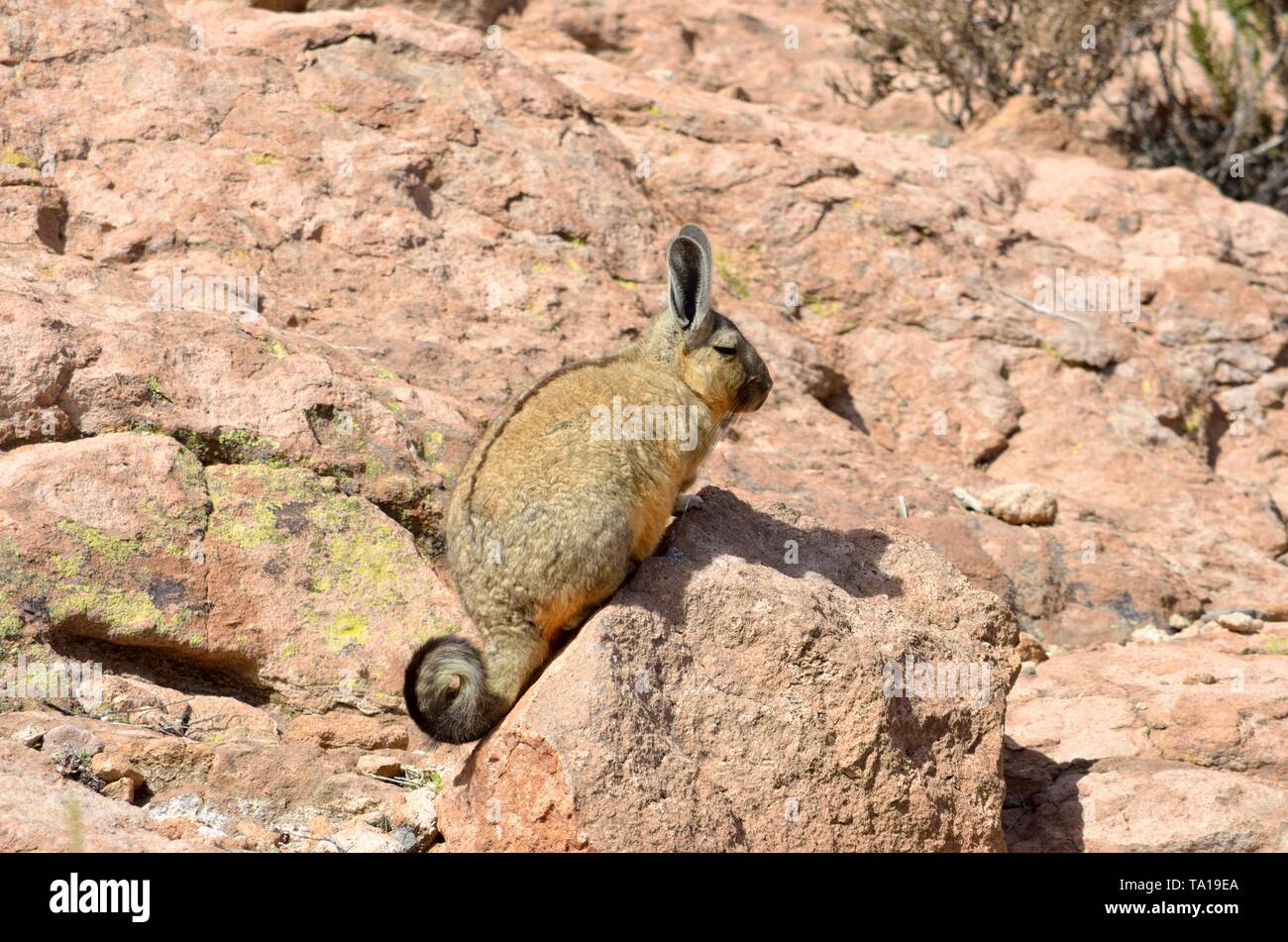 Chinchillidae hi-res stock photography and images - Alamy