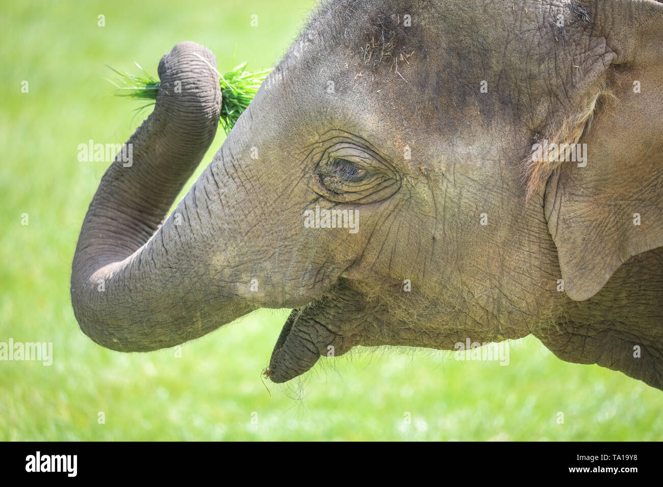 Burr animal hi-res stock photography and images - Alamy