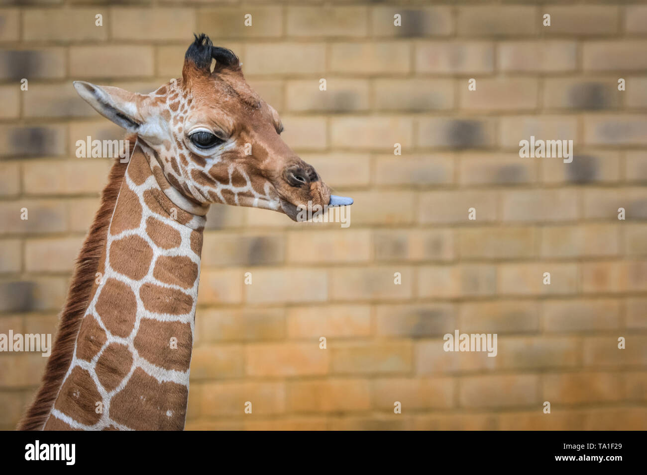 Whipsnade zoo giraffe hi-res stock photography and images - Alamy
