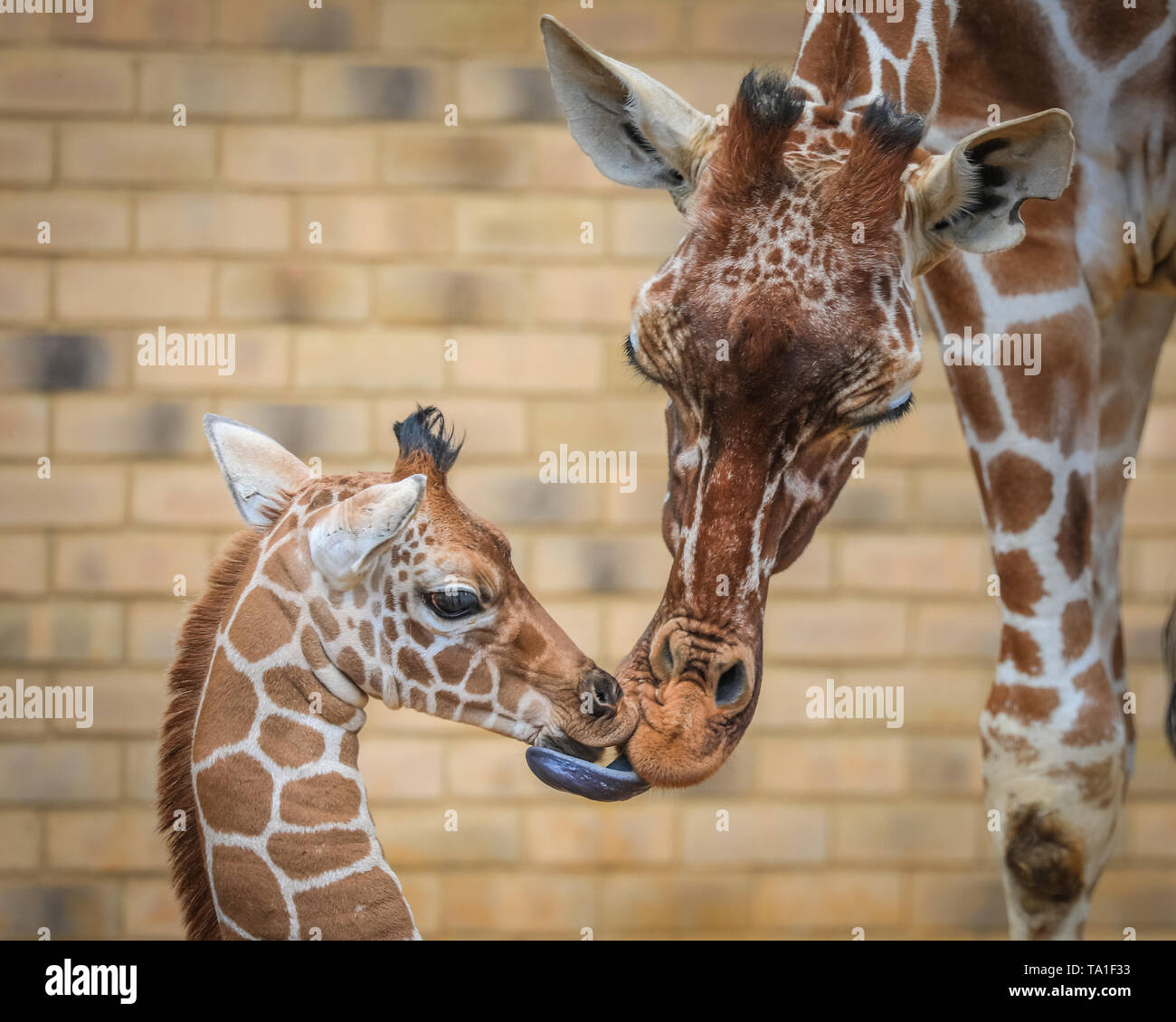 Whipsnade Zoo Giraffe High Resolution Stock Photography and Images - Alamy