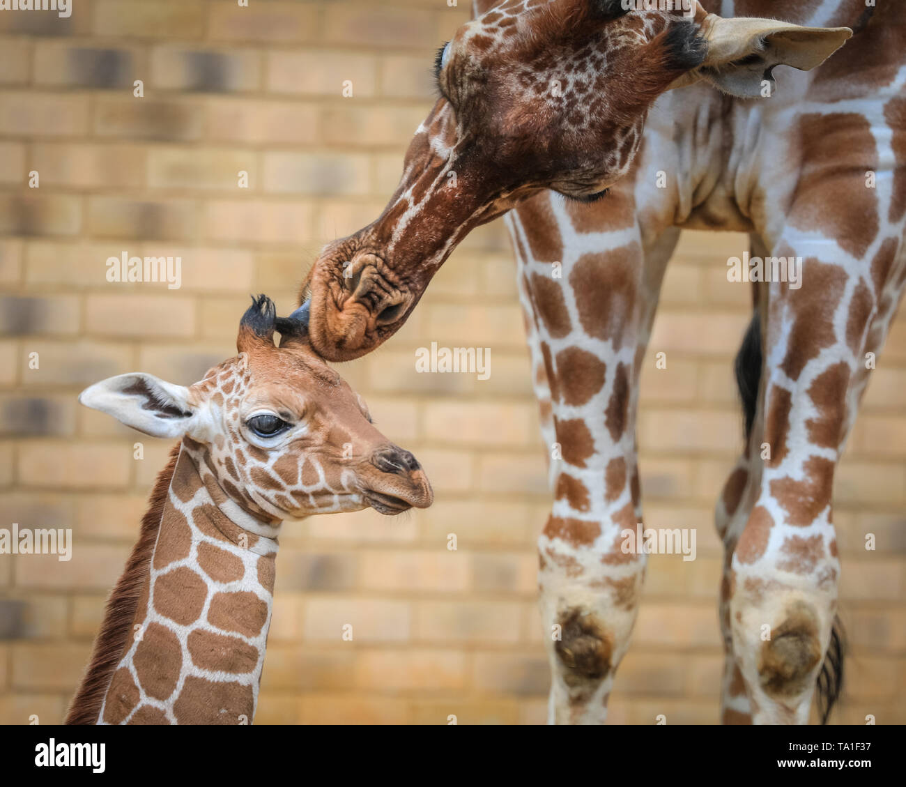 ZSL Whipsnade Zoo, UK - 21 May 2019. Little baby giraffe 'Khari' enjoys ...