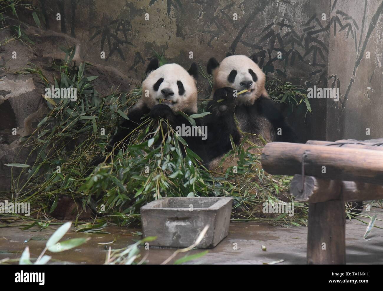 Hangzhou Zoo High Resolution Stock Photography and Images - Alamy
