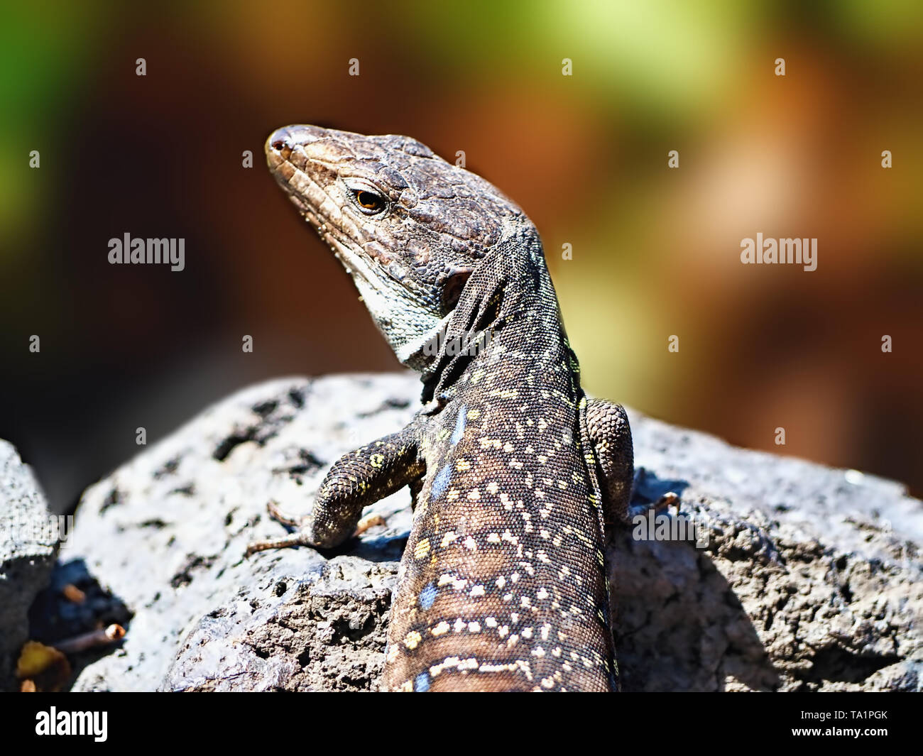 a male Lagato Canario, a lizard species, on a stone in the side from ...