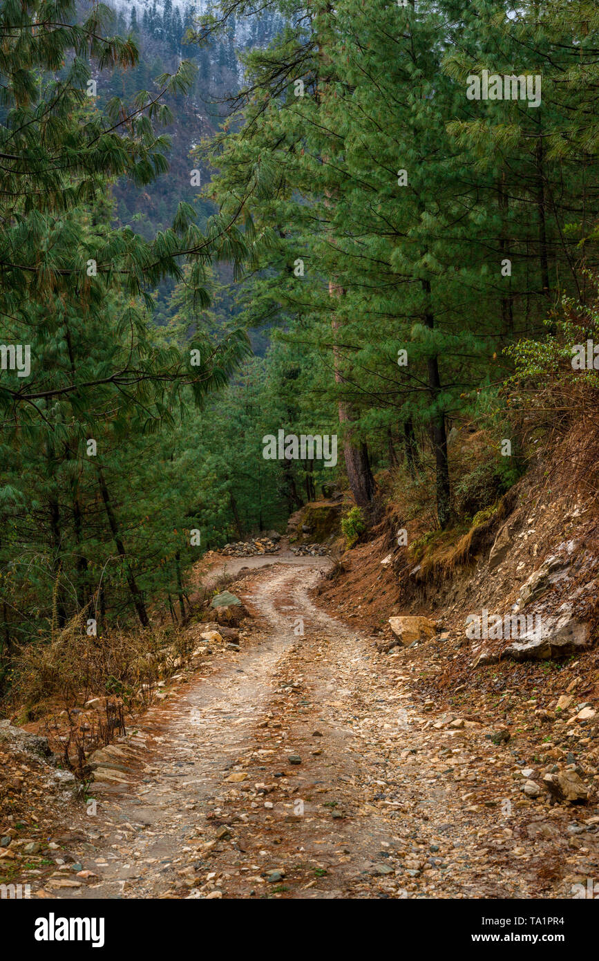 High altitude road in Himalayas surrounded by deodar tree - India Stock ...