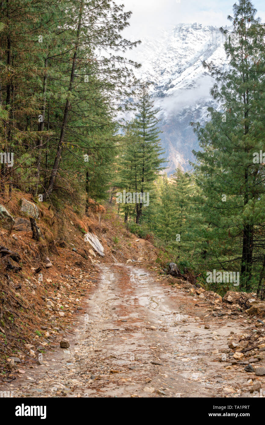 High altitude road in Himalayas surrounded by deodar tree - India Stock ...