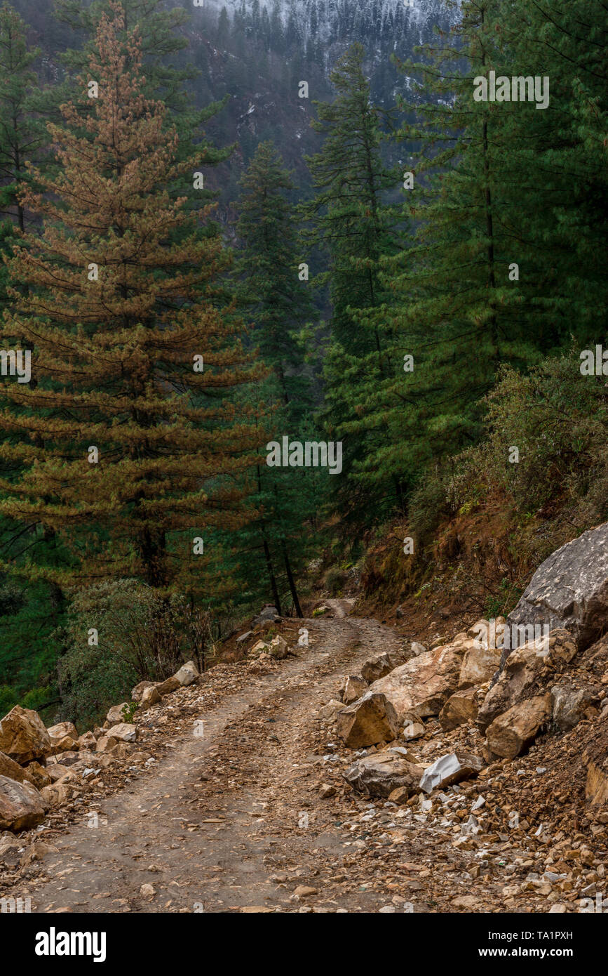 High altitude road in Himalayas surrounded by deodar tree - India Stock ...