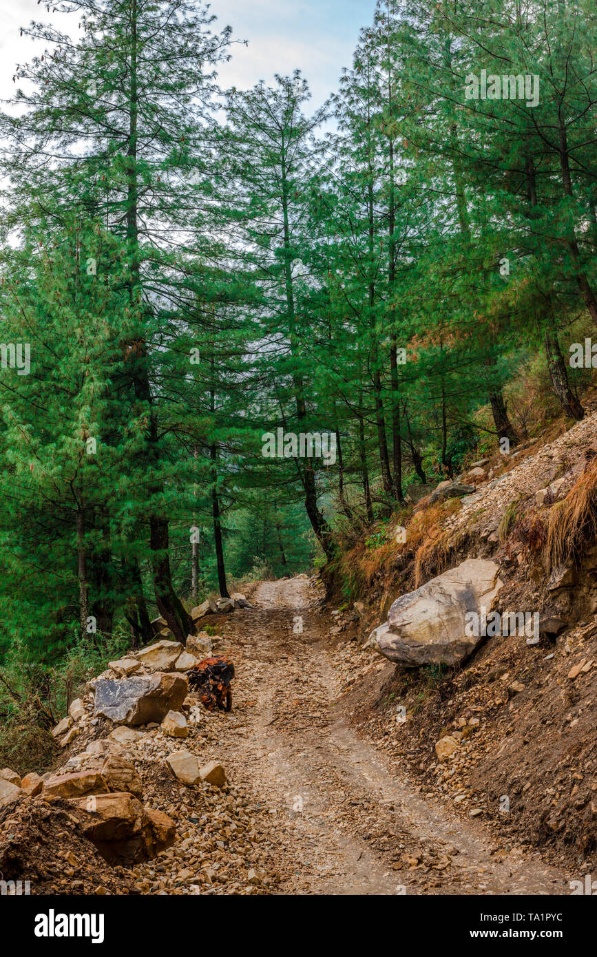 High altitude road in Himalayas surrounded by deodar tree - India Stock ...