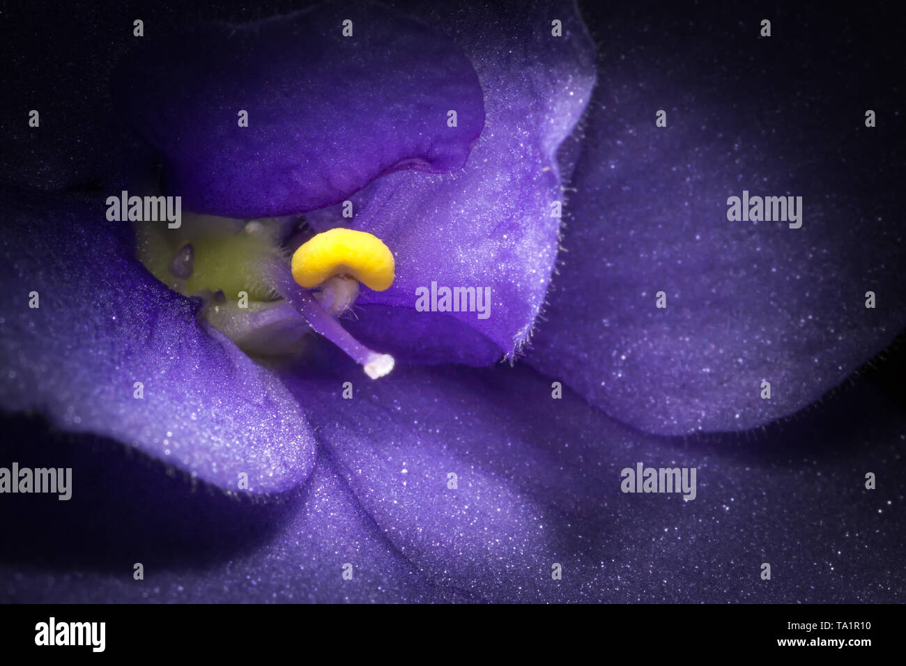 Violet flower macro closeup. Creative photo of violet flower with ...