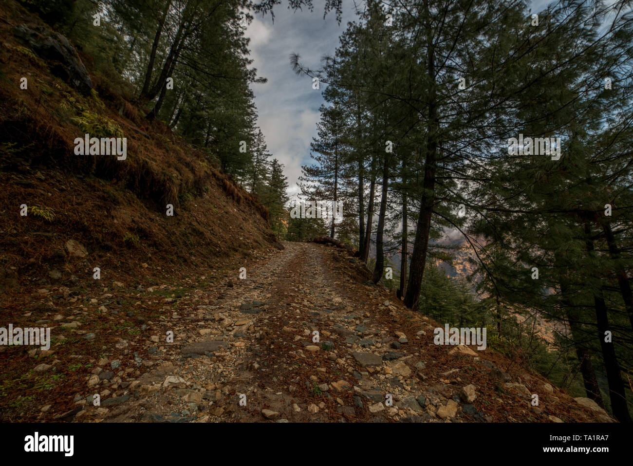 High altitude road in Himalayas surrounded by deodar tree - India Stock ...