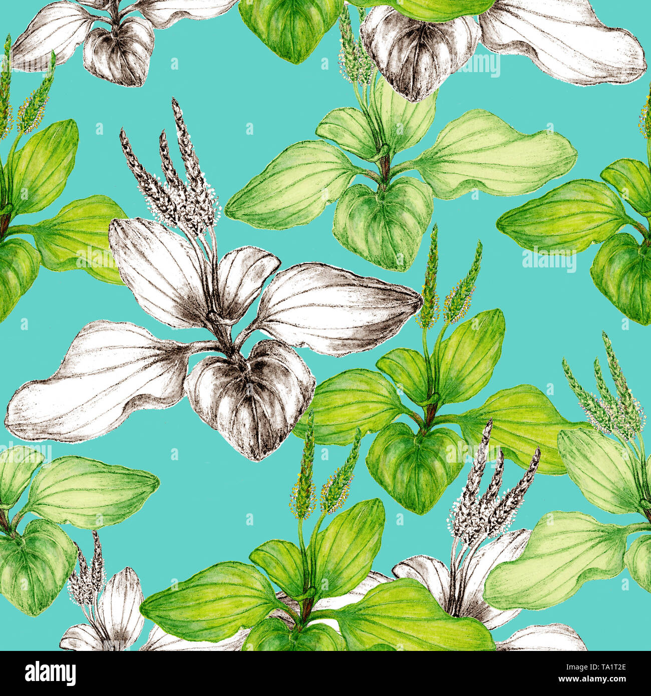 Plantain drawing hi-res stock photography and images - Alamy