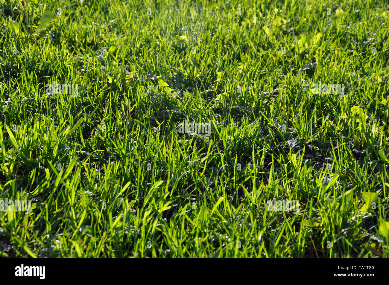 Spring green grass in spring. Background. preparation for designers ...