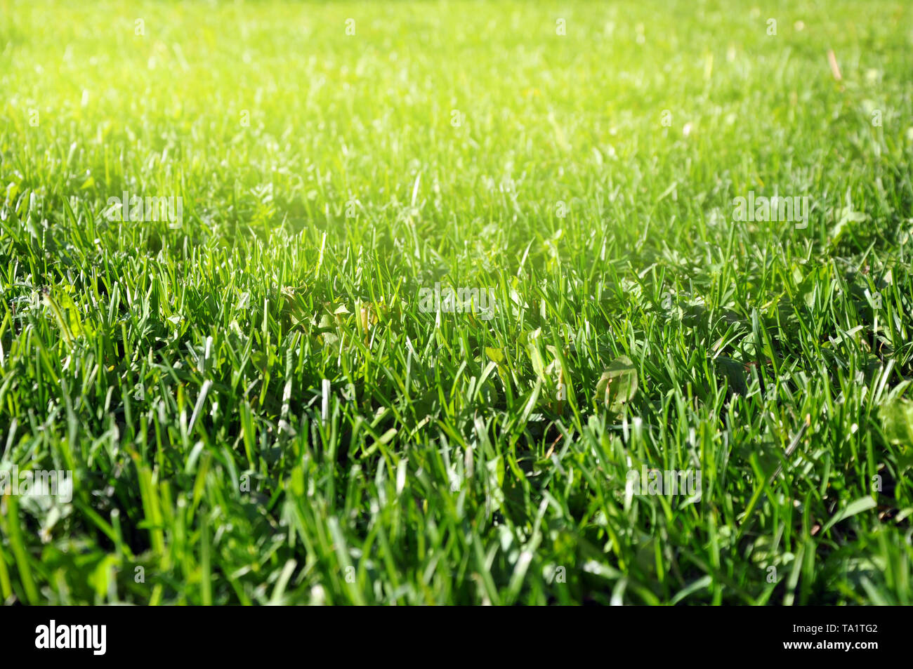 Spring green grass in spring. Background. preparation for designers ...