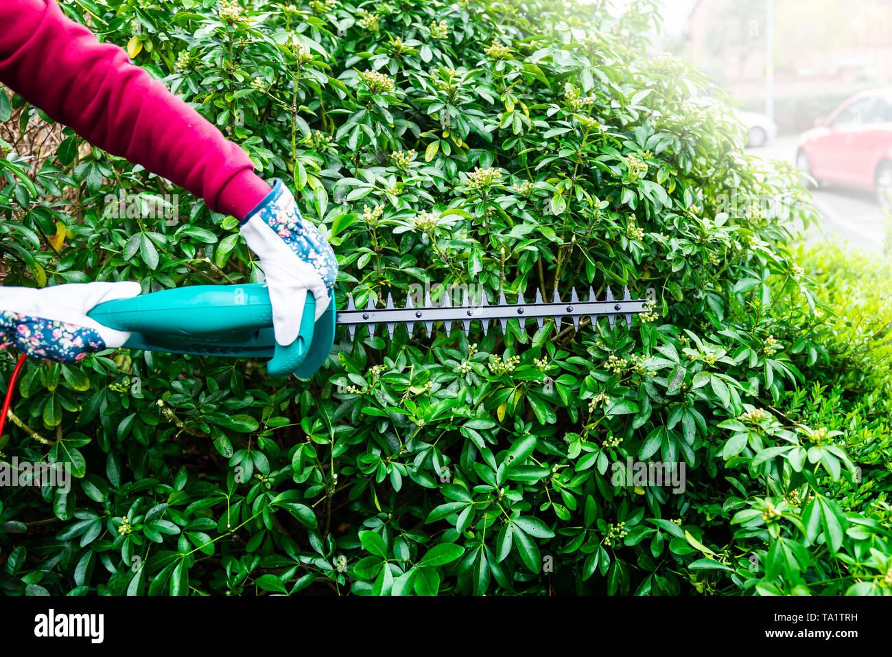 Cutting a hedge with electrical hedge trimmer. Shrubs pruning in the ...
