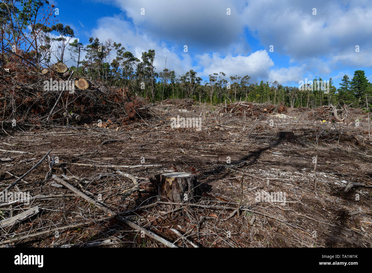 The Devastation left after felling Pine trees Stock Photo - Alamy