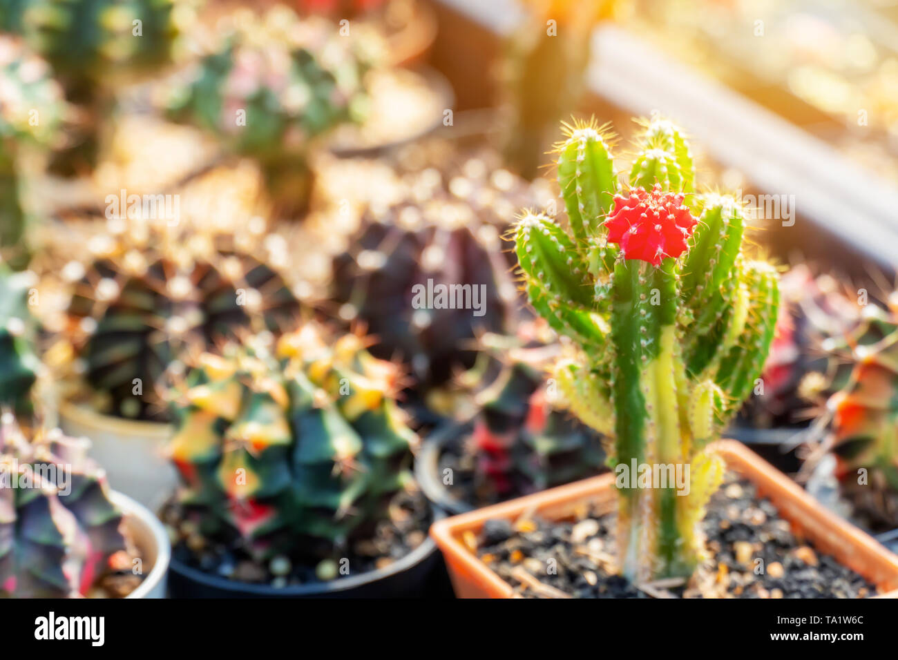 Cactus sugar palm leaf hi-res stock photography and images - Alamy