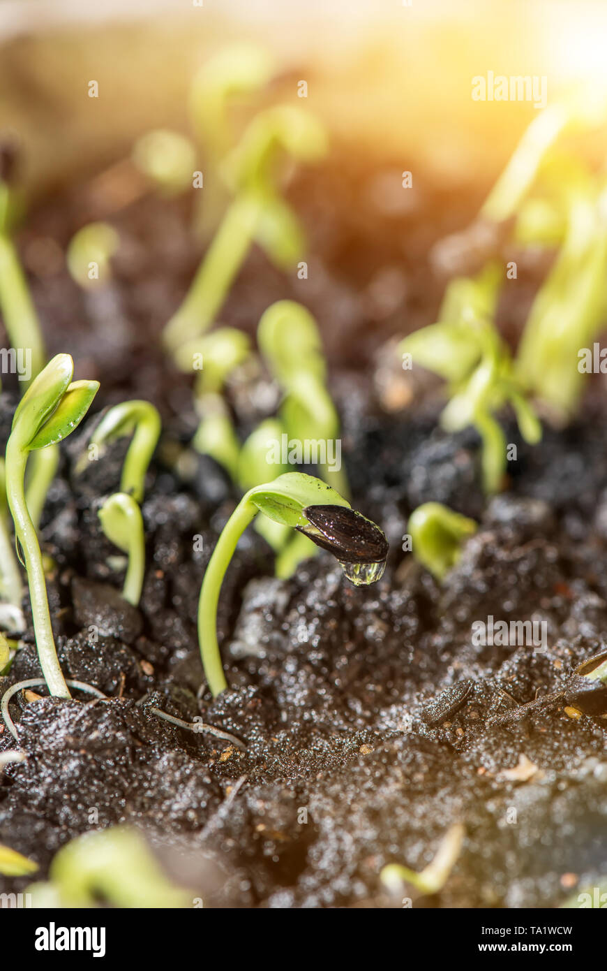 new born of plant and tree. Growth and fresh nature Stock Photo - Alamy