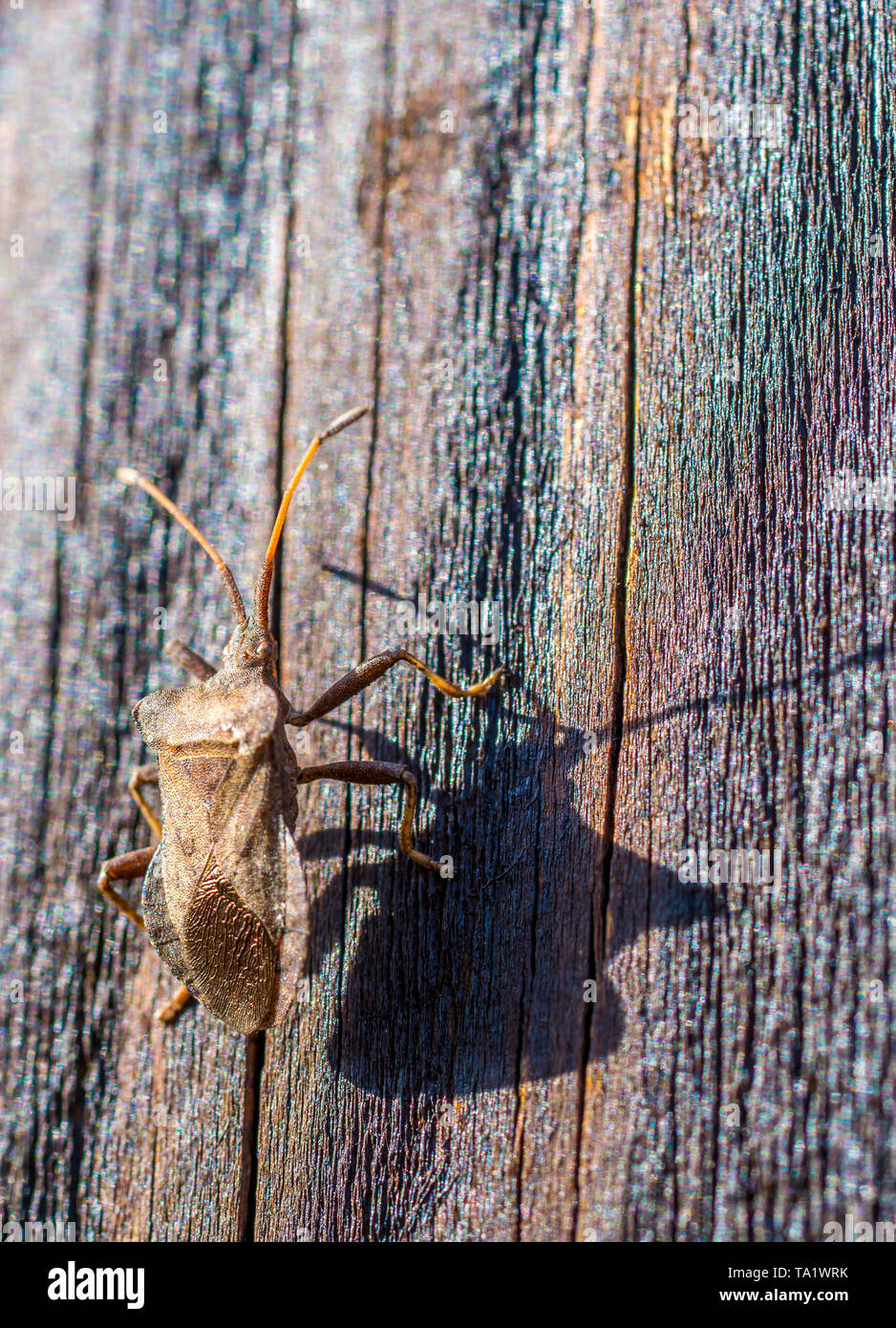 Beetle Larva Wood High Resolution Stock Photography and Images - Alamy