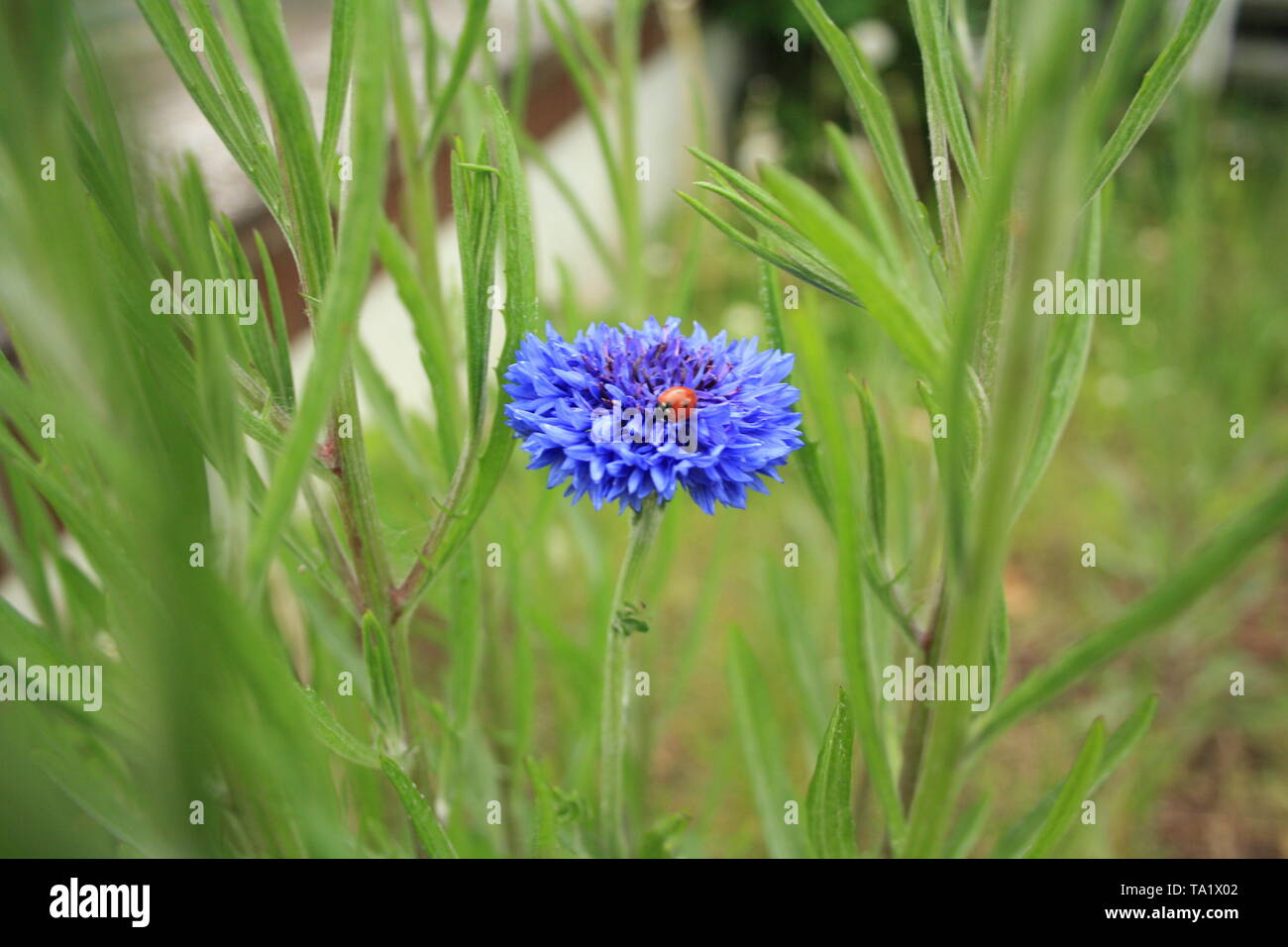 The Bloom of a Cornflower in the middle of its leaves Stock Photo - Alamy