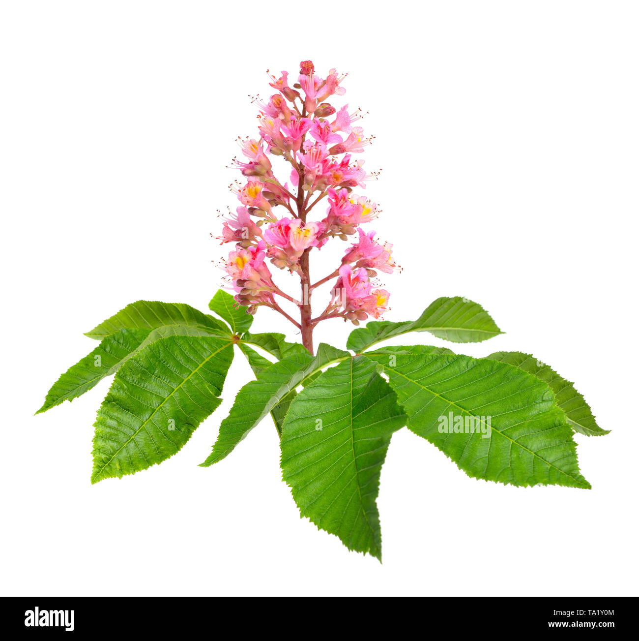 X carnea aesculus carnea Cut Out Stock Images & Pictures - Alamy