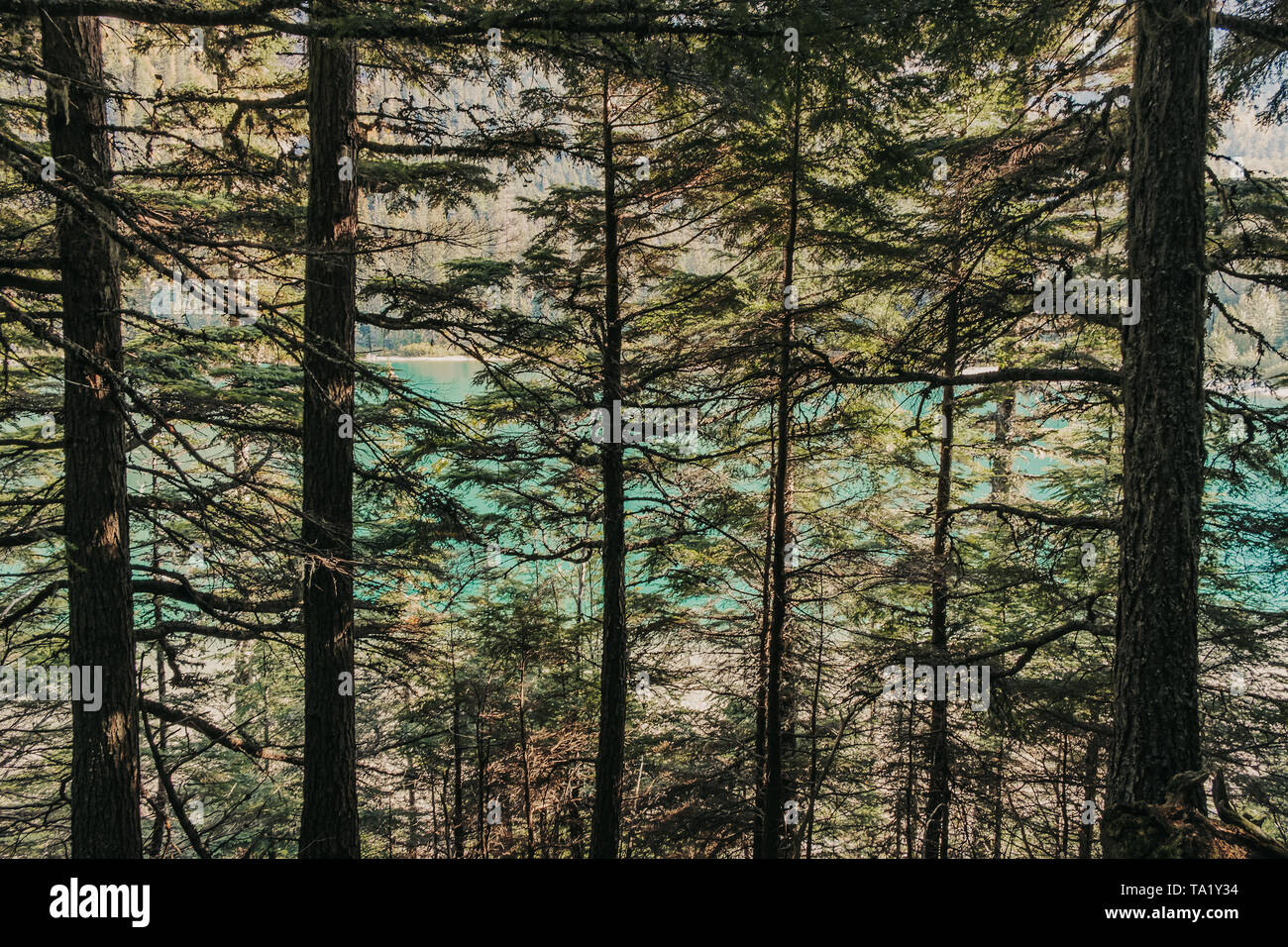 Avalanche Lake through pine trees at Glacier National Park in Montana ...