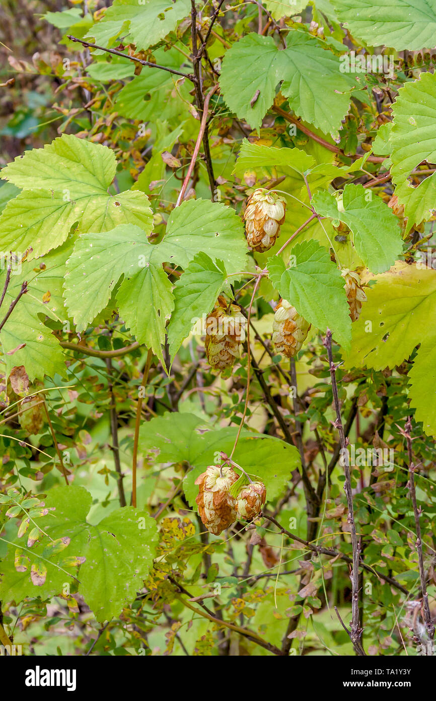 Liana and cones, humulus lupulus, late autumn Stock Photo - Alamy