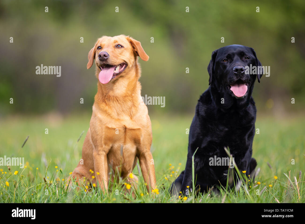 Two labrador retriever hi-res stock photography and images - Alamy