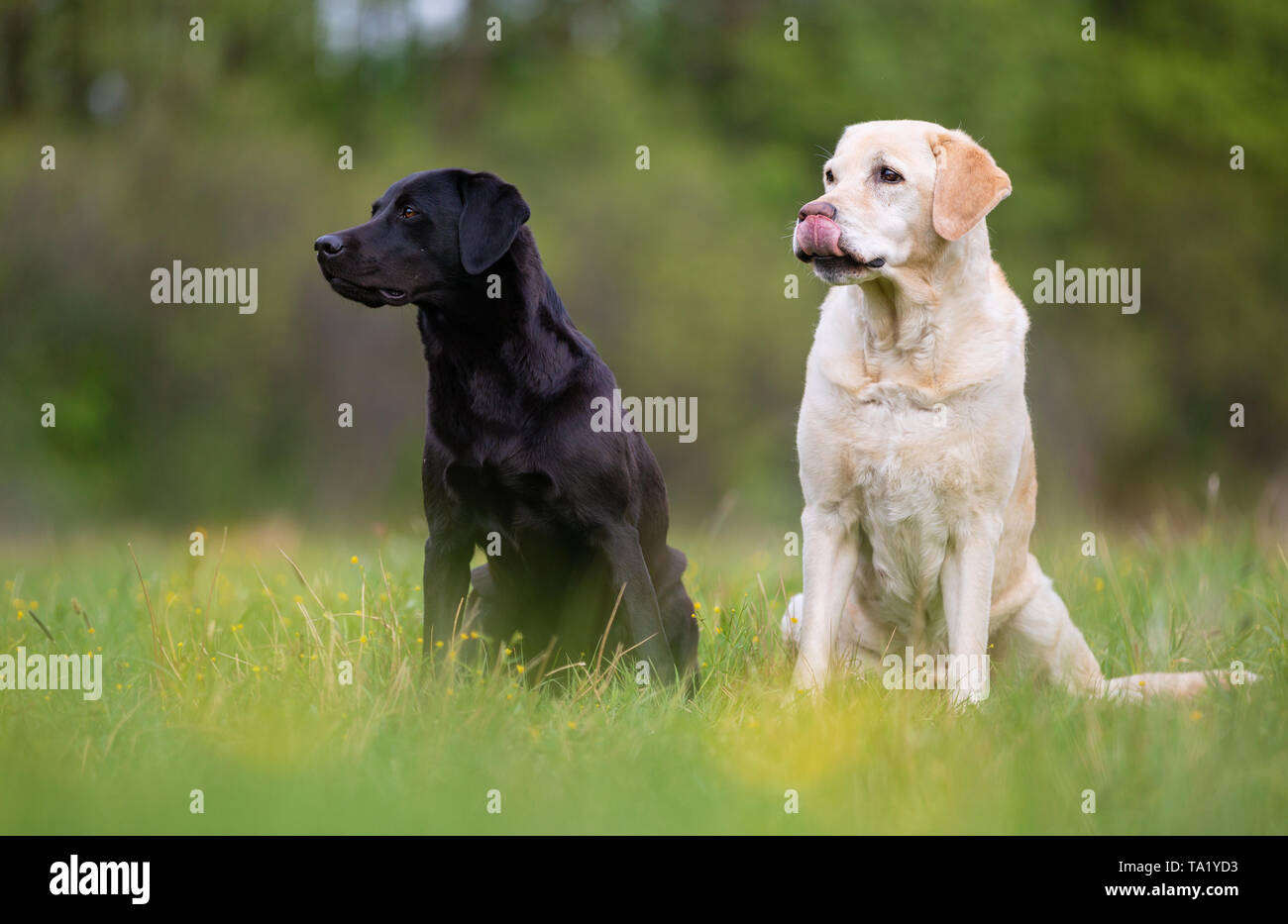 Two Labrador Retriever dogs. Small depth of field Stock Photo - Alamy