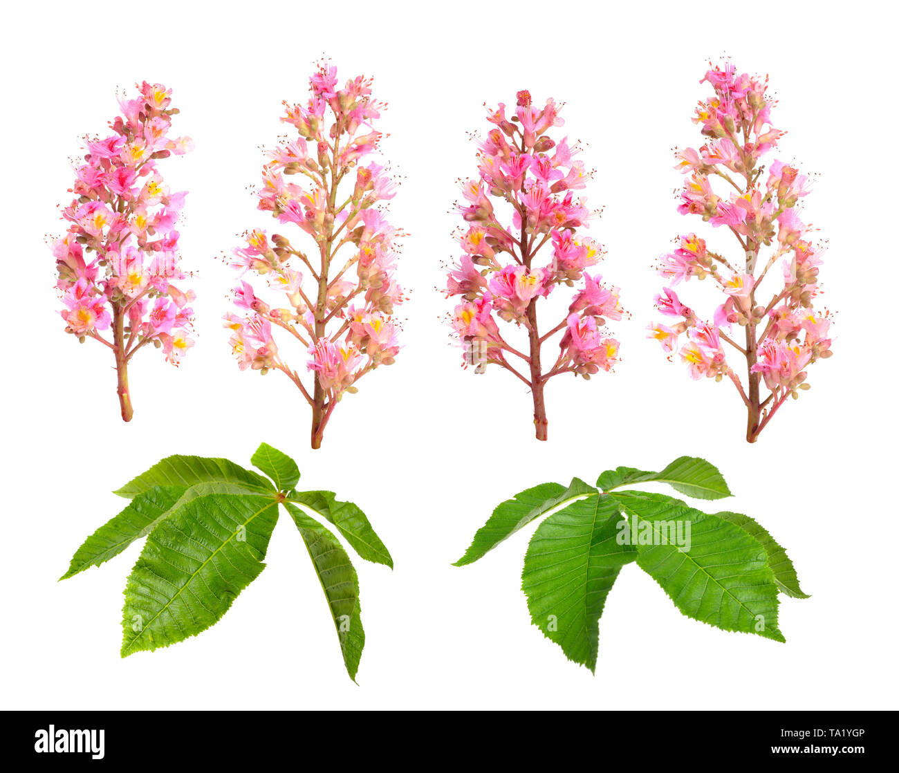 Aesculus x carnea, or red horse-chestnut. Isolated on white background ...