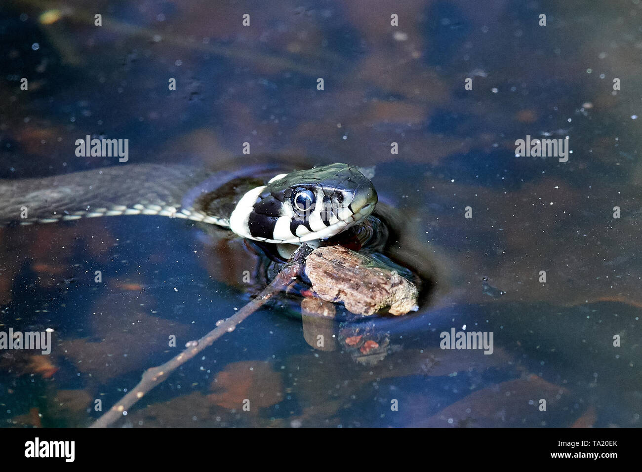 Grass snake in its natural habitat in Vaserne nature park, Denmark ...