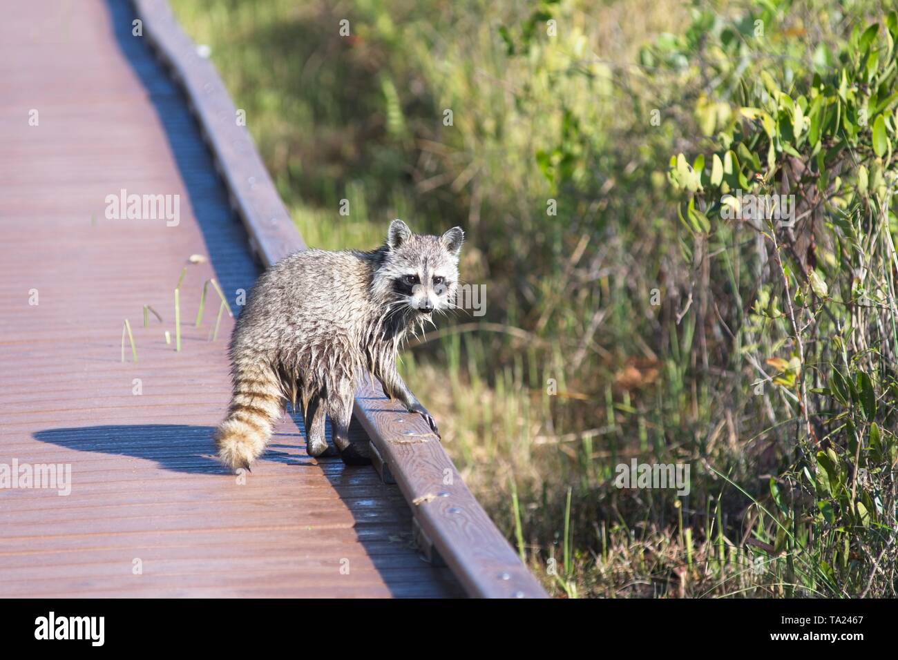 Raccoon on Boardwalk in the Swamp Stock Photo - Alamy