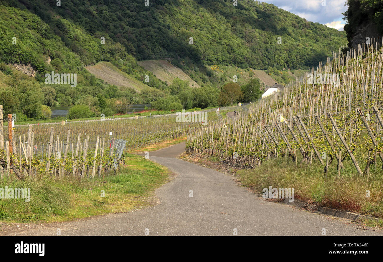 Trittenheim hi-res stock photography and images - Alamy