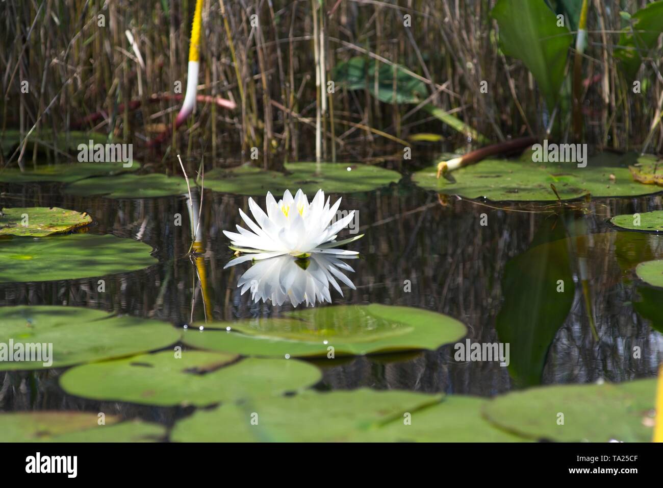 White water lily Stock Photo - Alamy