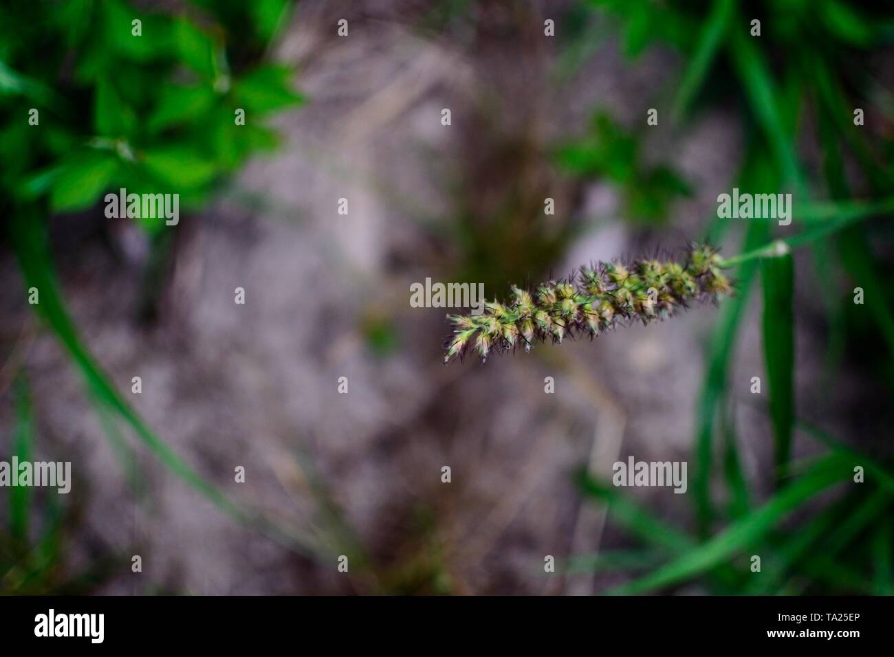 Sandspurs hi-res stock photography and images - Alamy