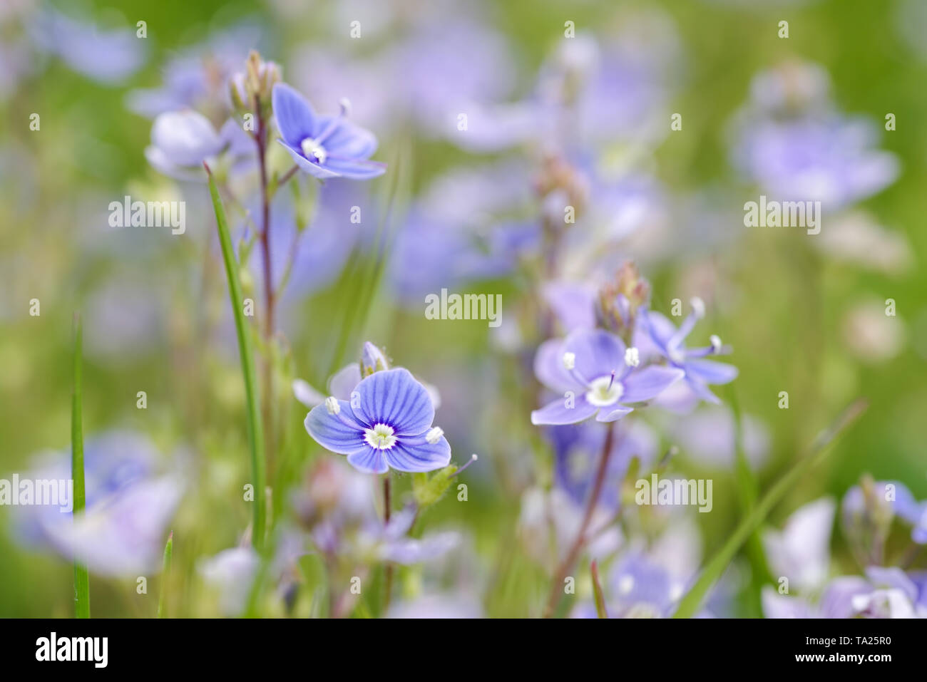 Dainty blue flowers hi-res stock photography and images - Alamy