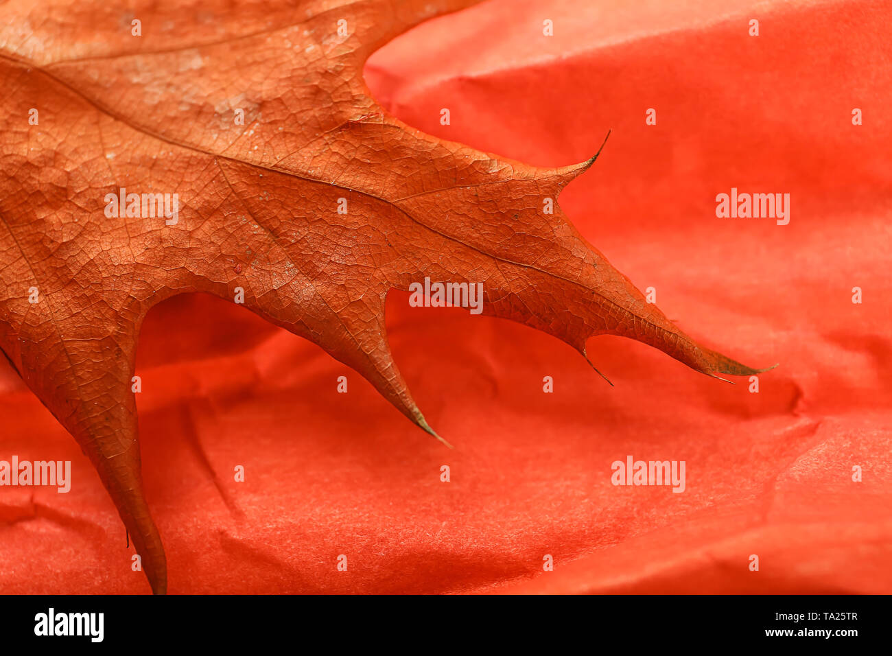 Dry autumn leaf on crumpled paper Stock Photo - Alamy