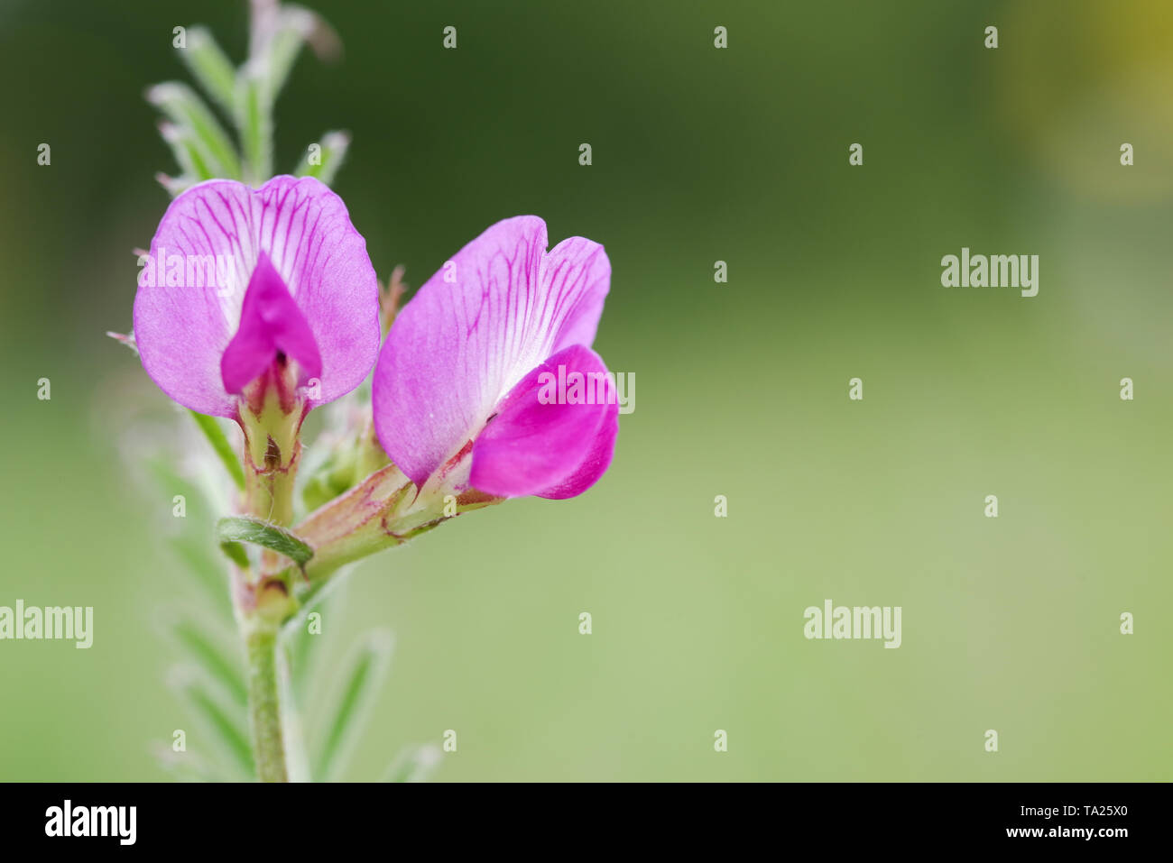 Common vetch hi-res stock photography and images - Alamy
