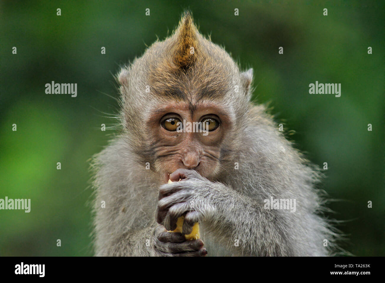 Long-tailed Macaque (Macaca fascicularis) at Sacred Monkey Forest ...