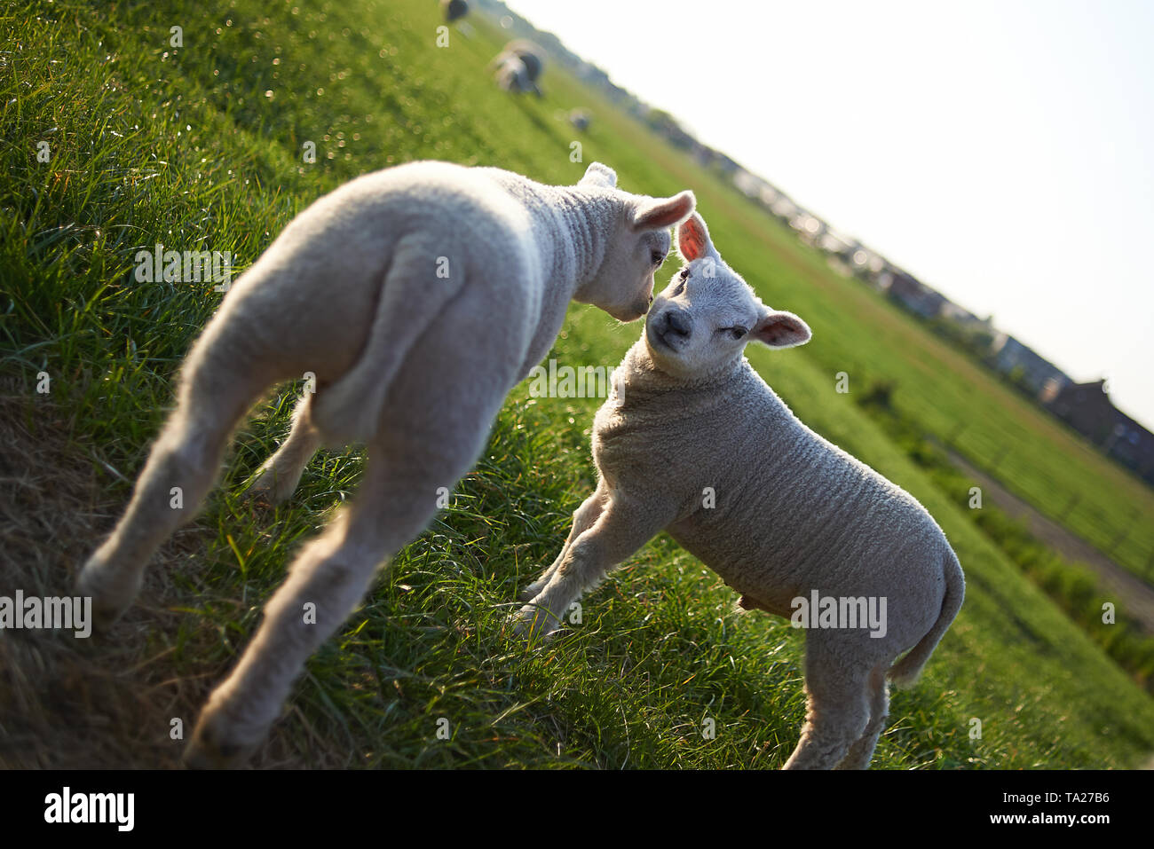 Little new born lamb in a field exploring life in summer sunshine Stock ...