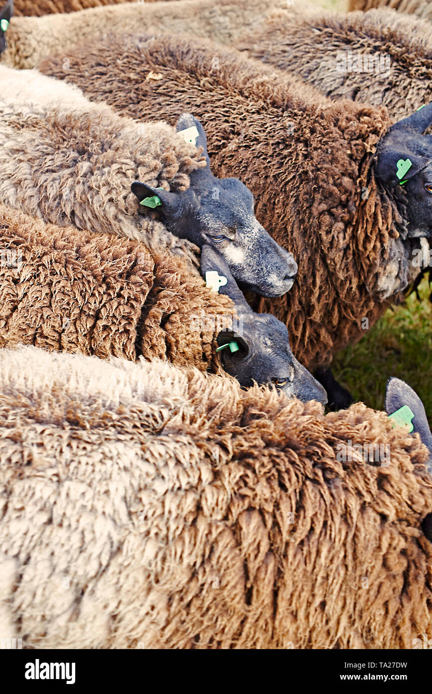 A flock of sheep patiently waiting their turn to be sheered by the ...