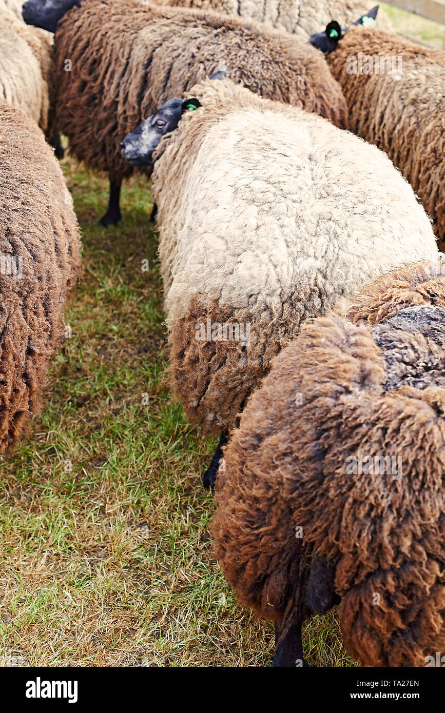 A flock of sheep patiently waiting their turn to be sheered by the ...