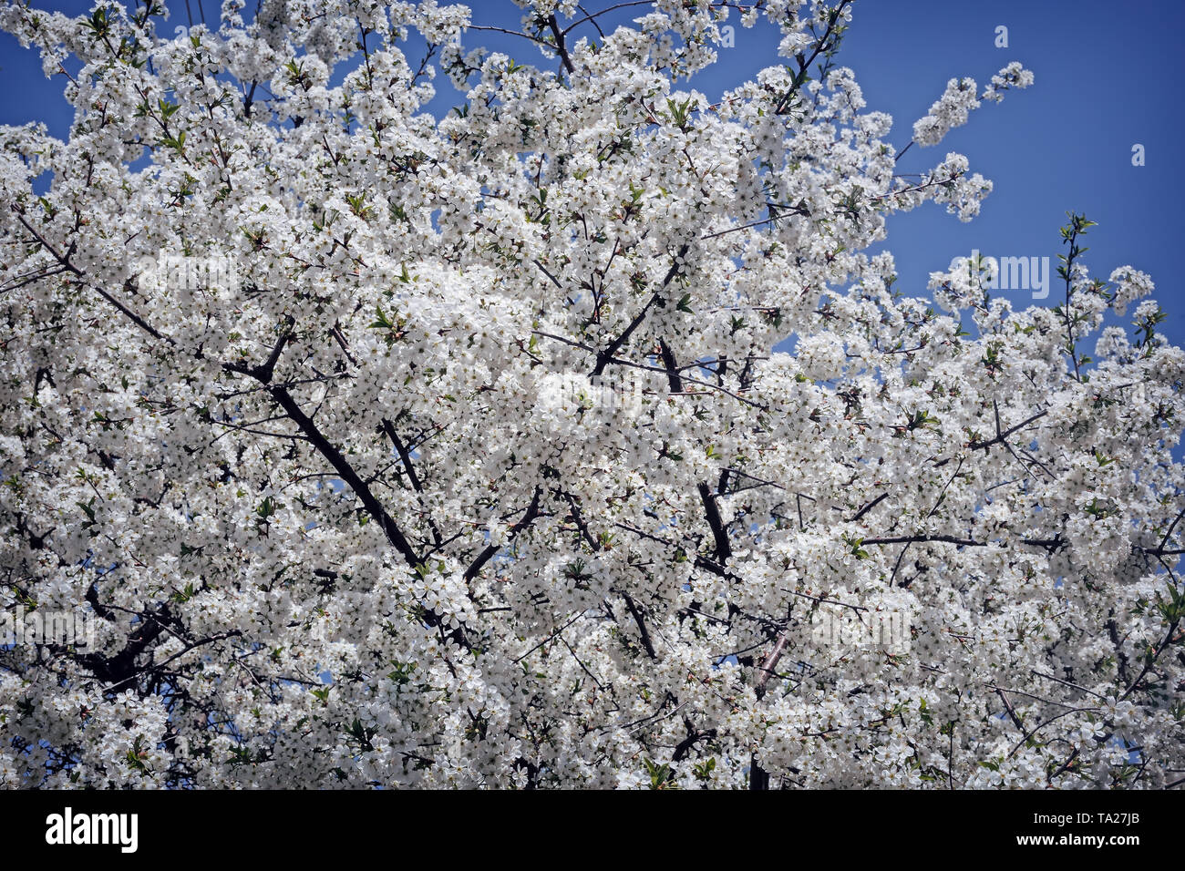 Cherry branch with a large number of white flowers against the blue sky ...