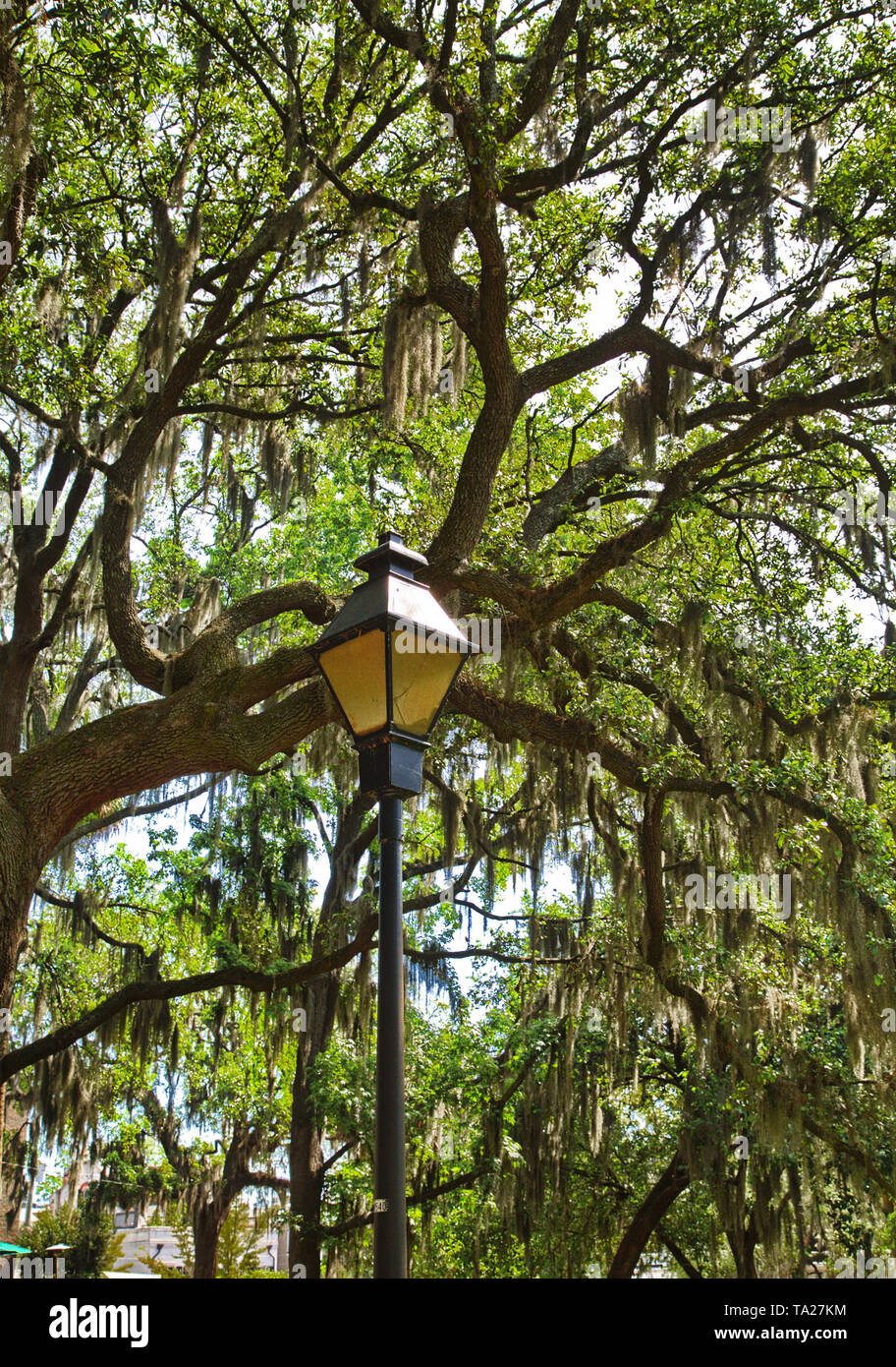 Lamp and Southern Oak Trees Stock Photo - Alamy