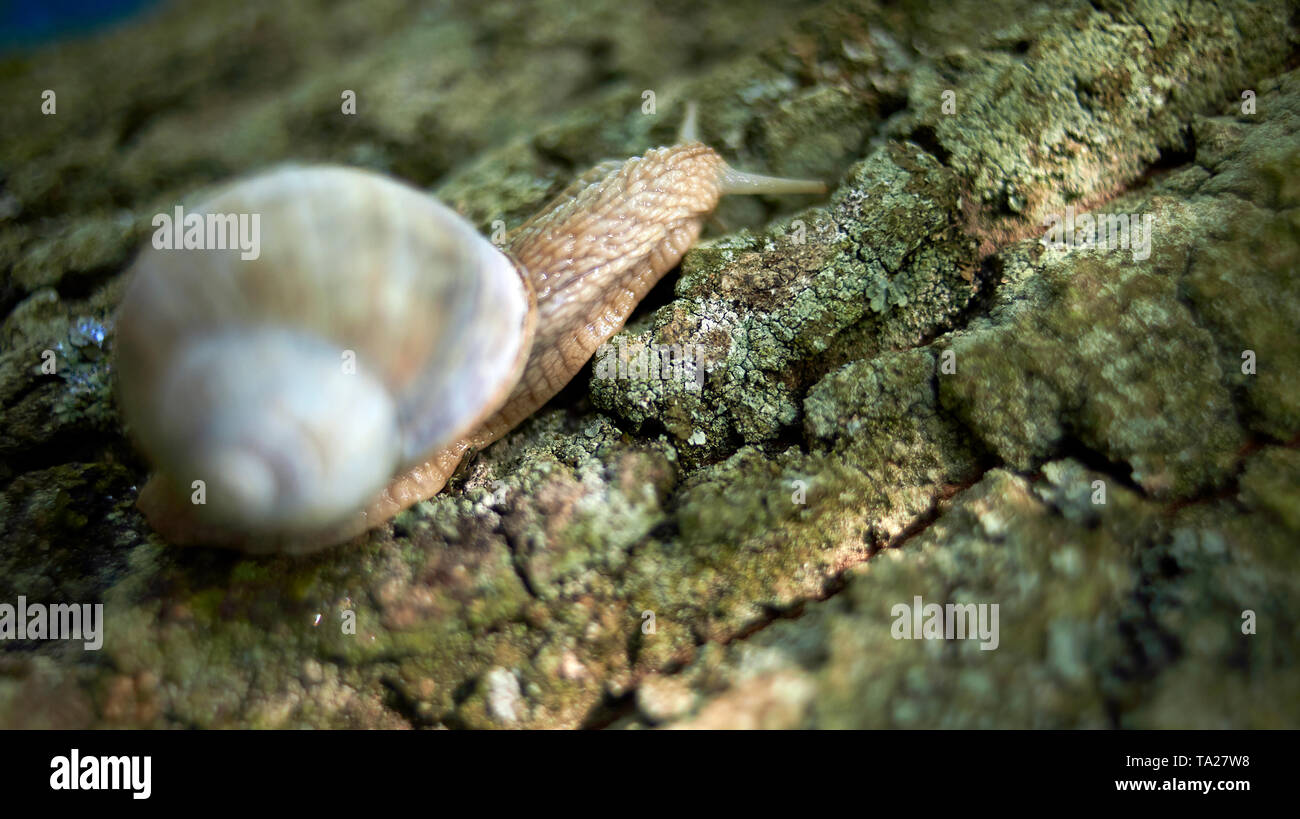 Close up of a snail climbing up the trunk of a tree Stock Photo - Alamy
