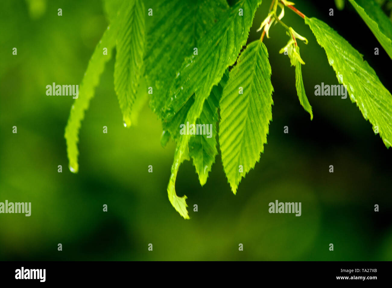 Concept nature : Waterdrops on a leaf Stock Photo - Alamy
