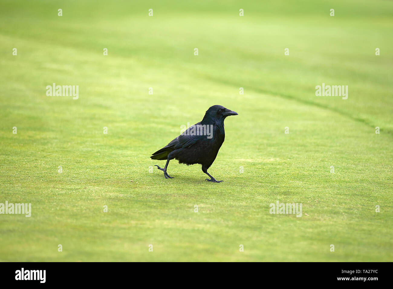Black crow walking across a putting green Stock Photo - Alamy