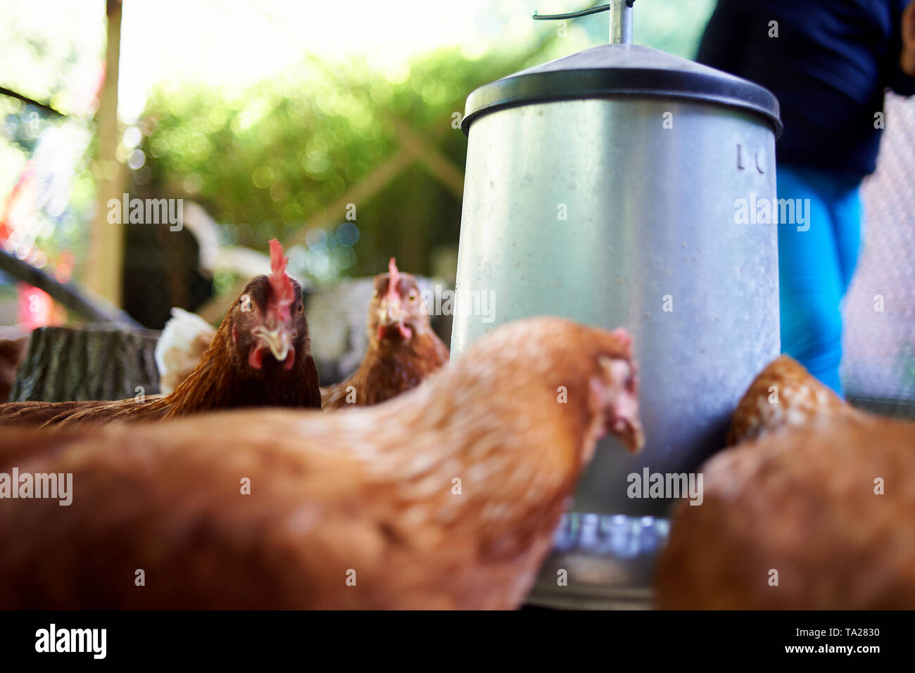Freerange healthy chickens together in harmony inside a henhouse eating ...