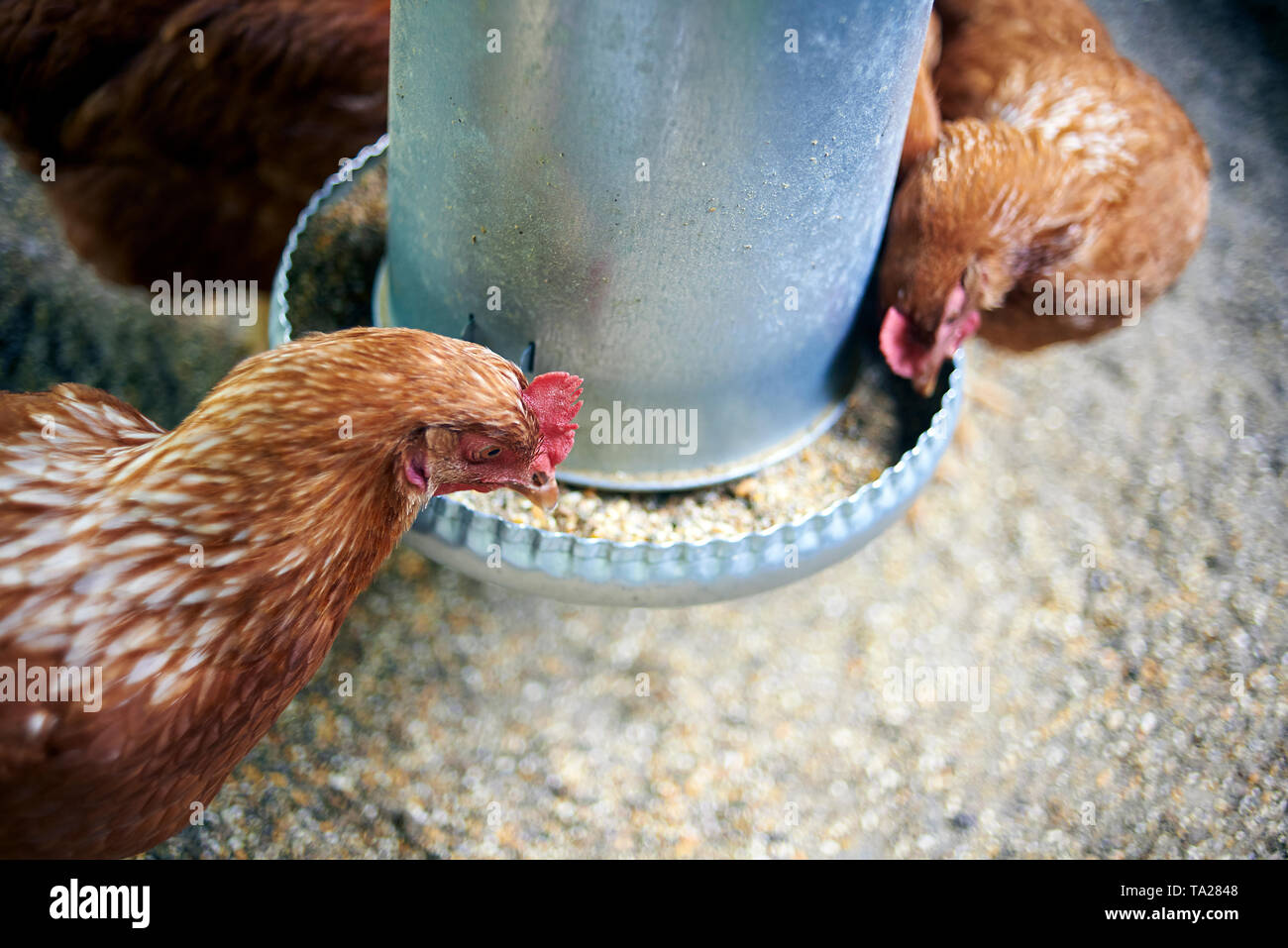 Freerange healthy chickens together in harmony inside a henhouse eating ...
